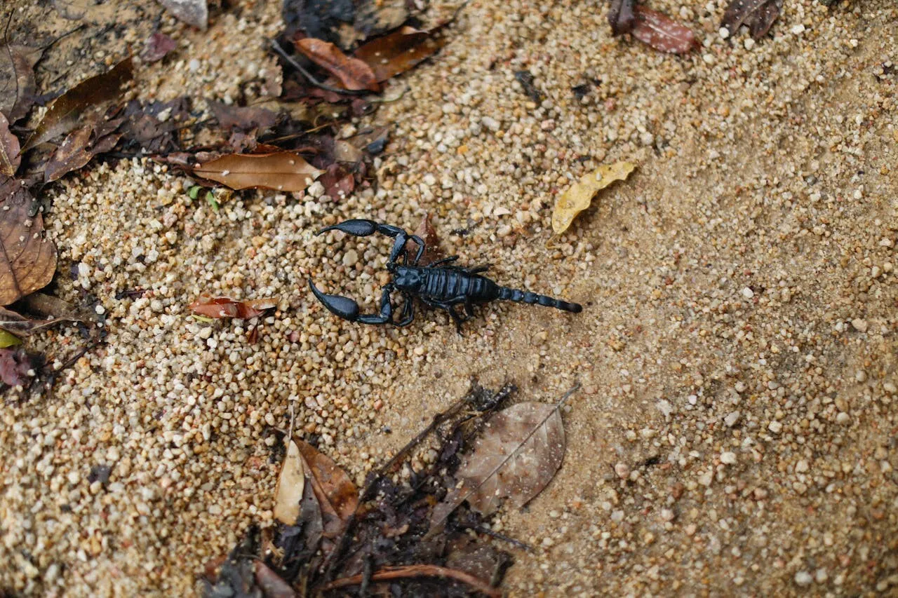 Localitatea din România care a fost invadat de scorpioni veninoși ...